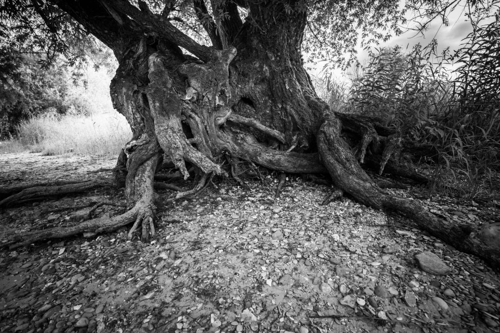 Tree Roots - The Center for Death Penalty Litigation